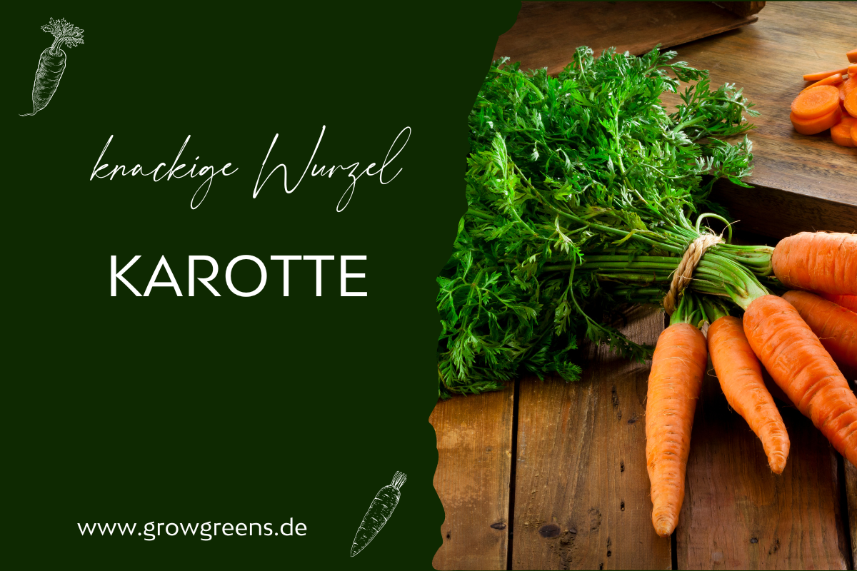 Die Karotte als Gartengemüse - Alles über Karotten Samen – Growgreens